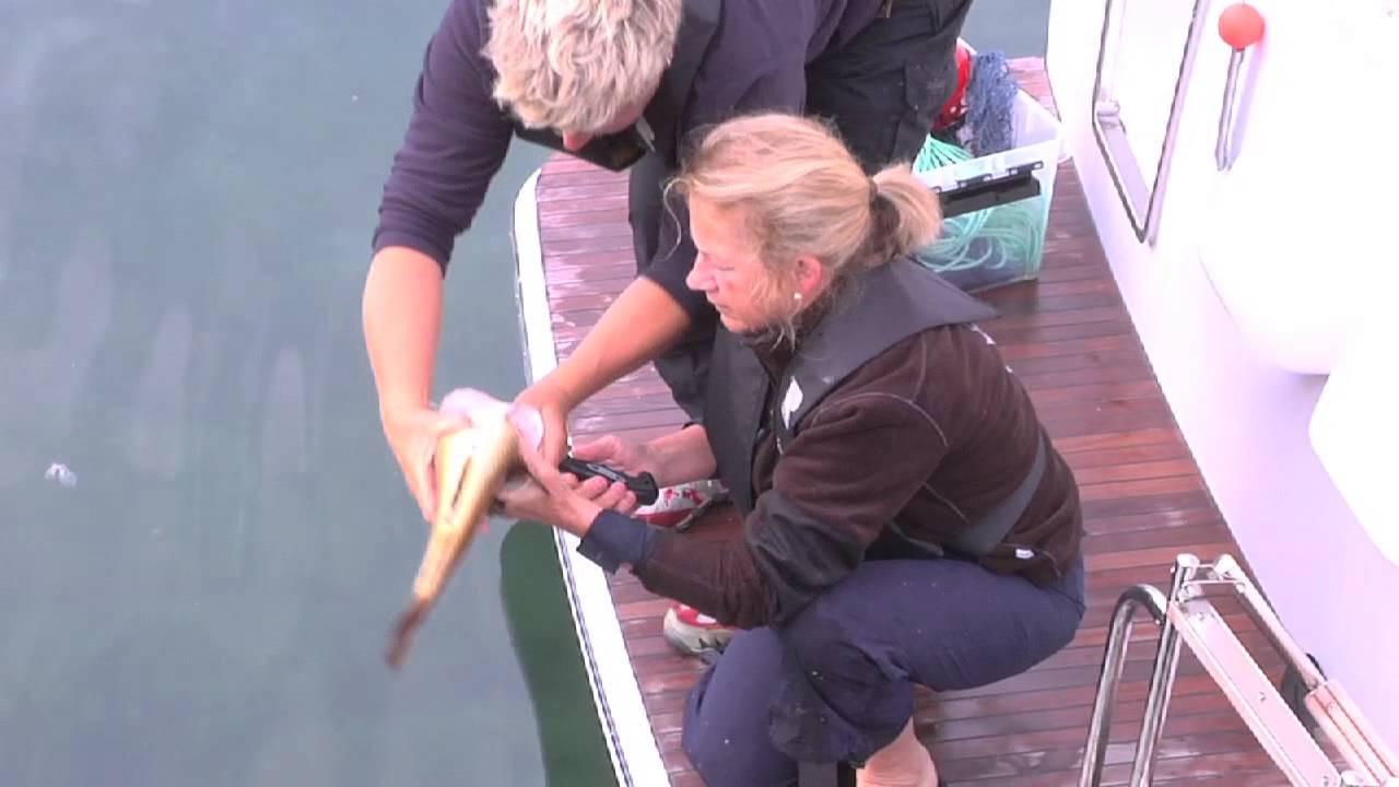 TA RORET KJERRING sløyer fisk - YouTube