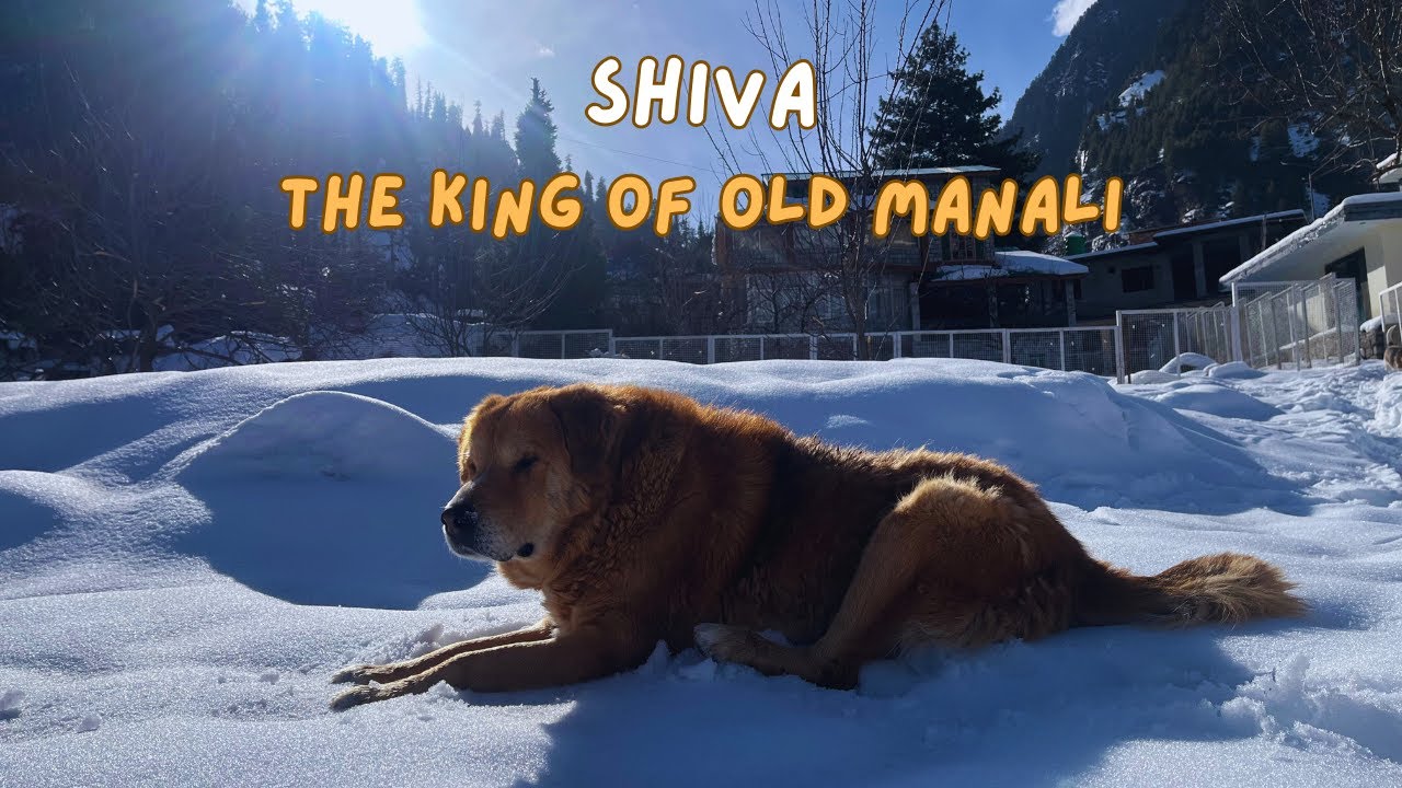 SHIVA - The King of Old Manali !!! | Climate change is REAL !!! - YouTube