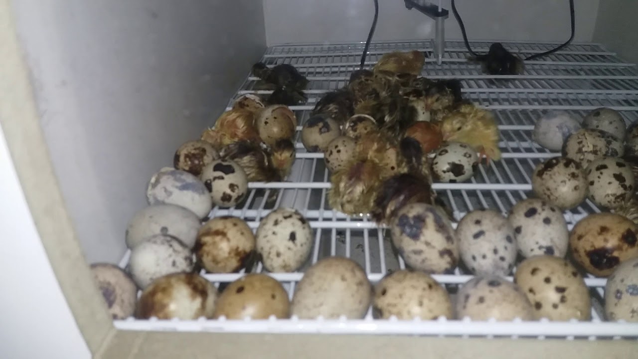 Codornas começando a eclodir. 08/12/18 - YouTube