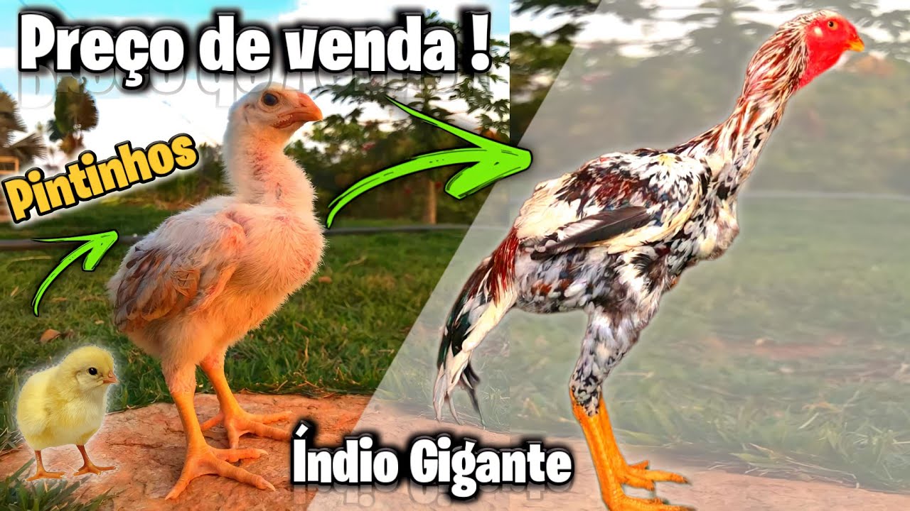 criação de galo índio gigante, índio gigante preço,de pintinhos por ...