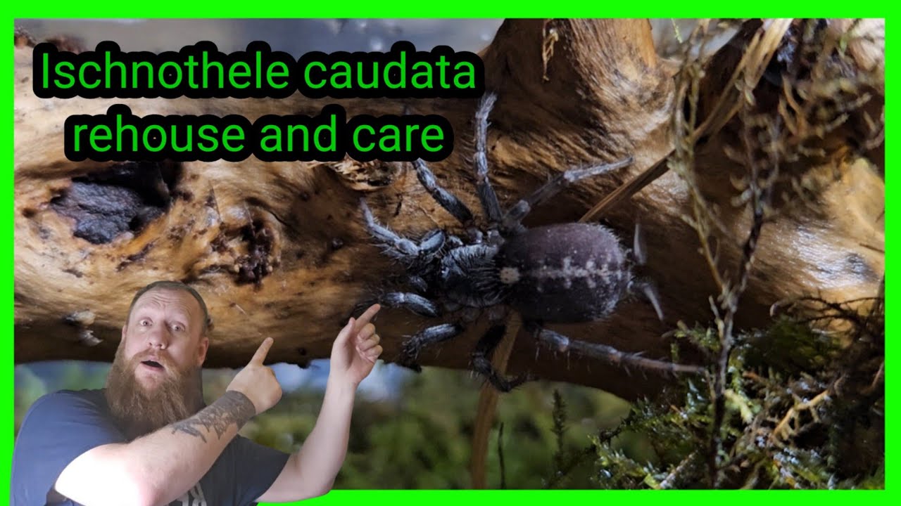 rehousing our curtain web spider // Ischnothele caudata #spider - YouTube