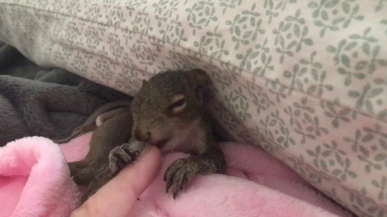 Baby squirrel holding and licking my finger ️ - YouTube