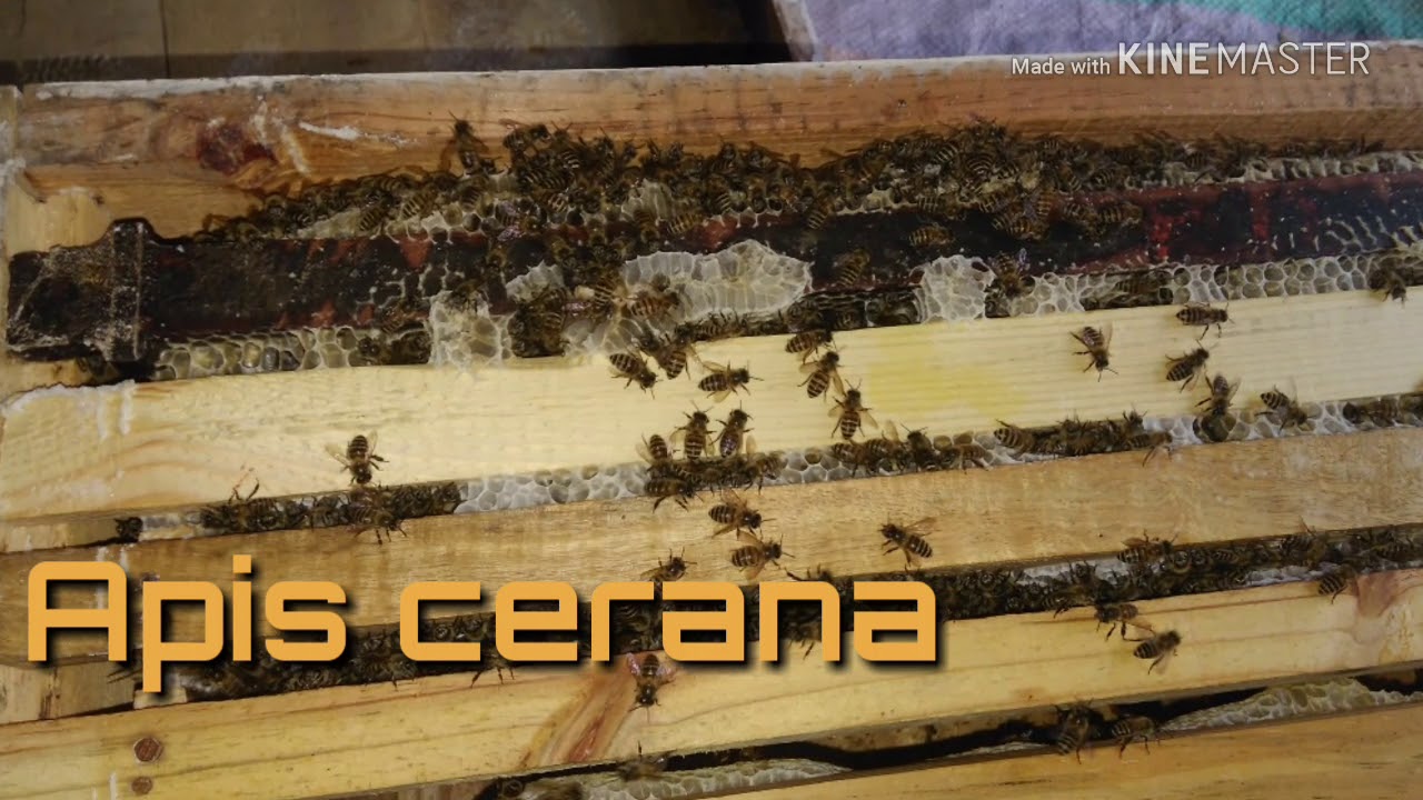 Live from hive.Apis cerana/Asian bee. - YouTube