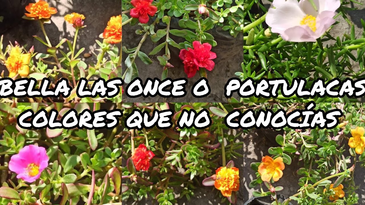 BELLA LAS ONCE, PORTULACAS O VERDOLAGAS Y SUS CUIDADOS ¦LIZZ Y SU ...