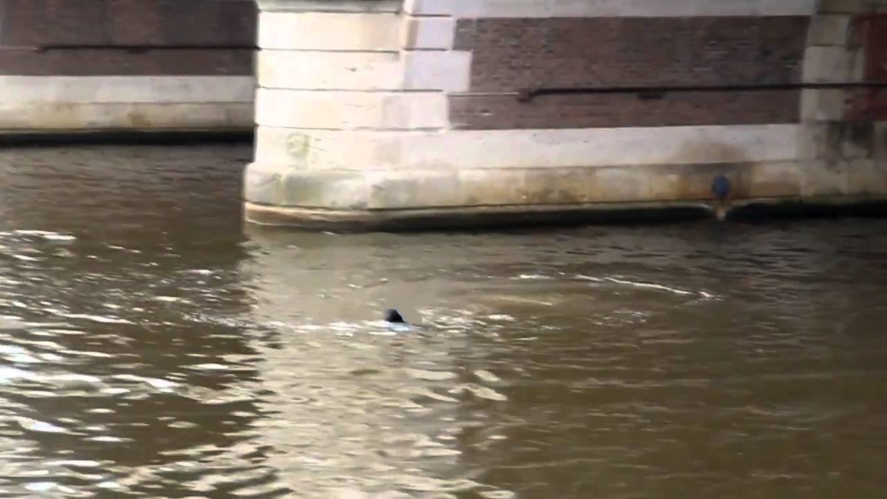 Cat falls off London bridge and drowns to death - YouTube