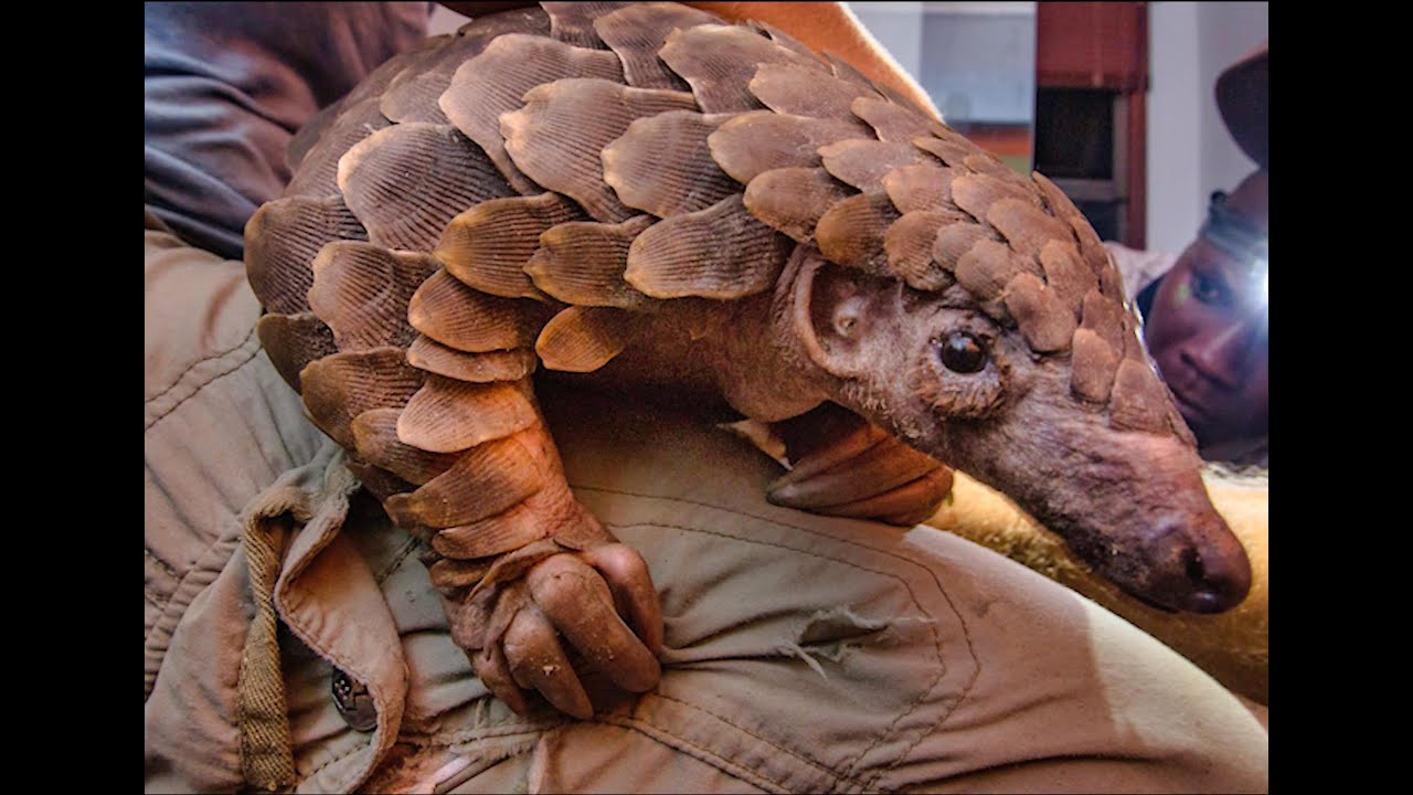 The Mozambique Pangolin - Fighting Extinction and Trafficking - YouTube