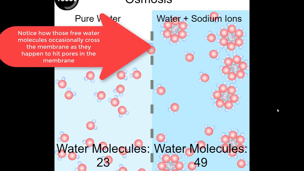 Osmosis Demo annotated - YouTube