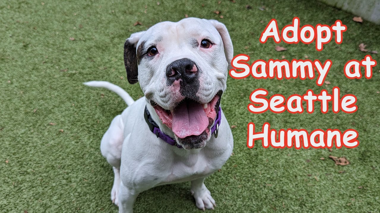 Florida Dog Looking For Love in Seattle - YouTube