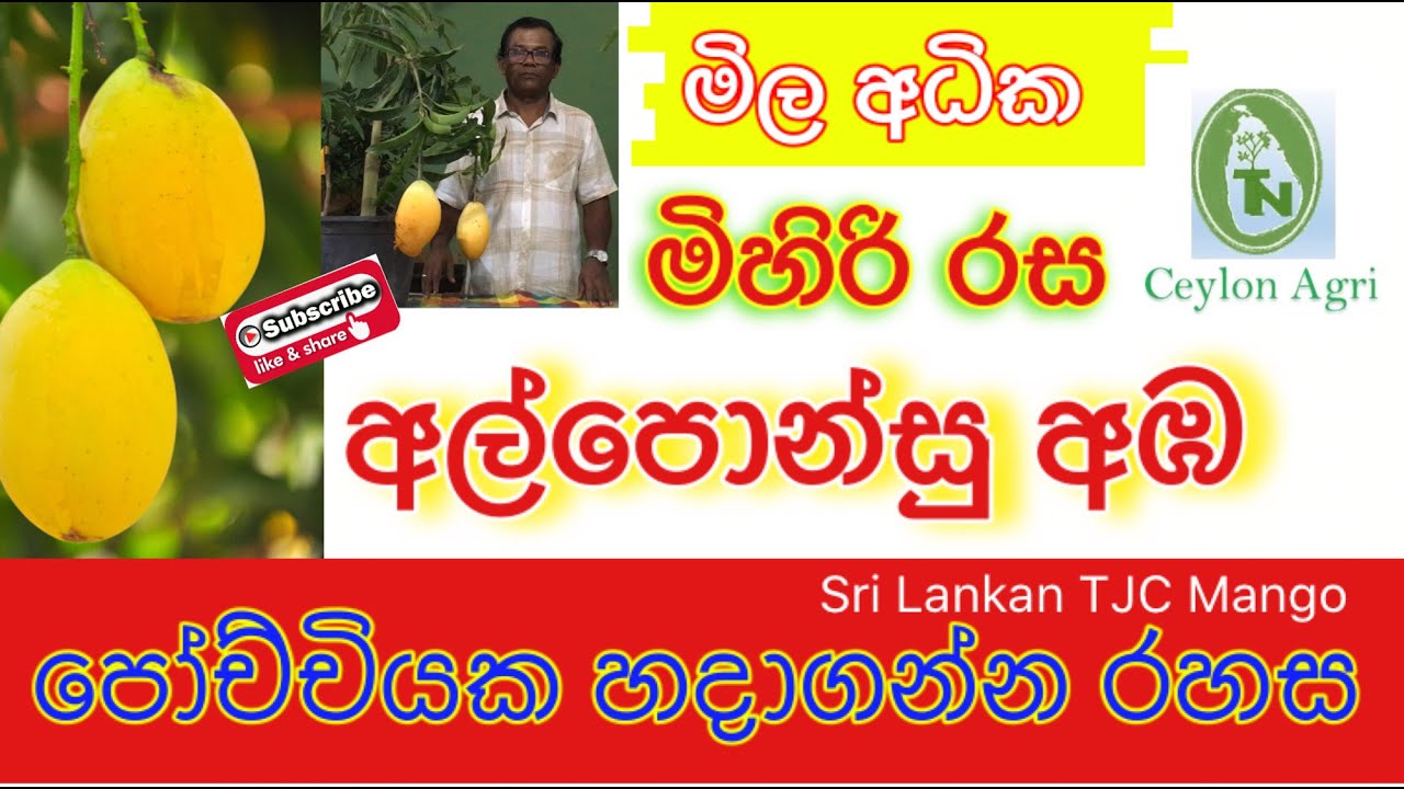 How To Grow TJC Mango | මිහිරි රස අල්පොන්සු අඹ පෝච්චියක හදාගන්න රහස ...