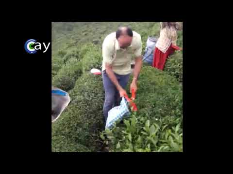 Karadeniz İnsanı Kemençe Eşliğinde Çay Topluyor