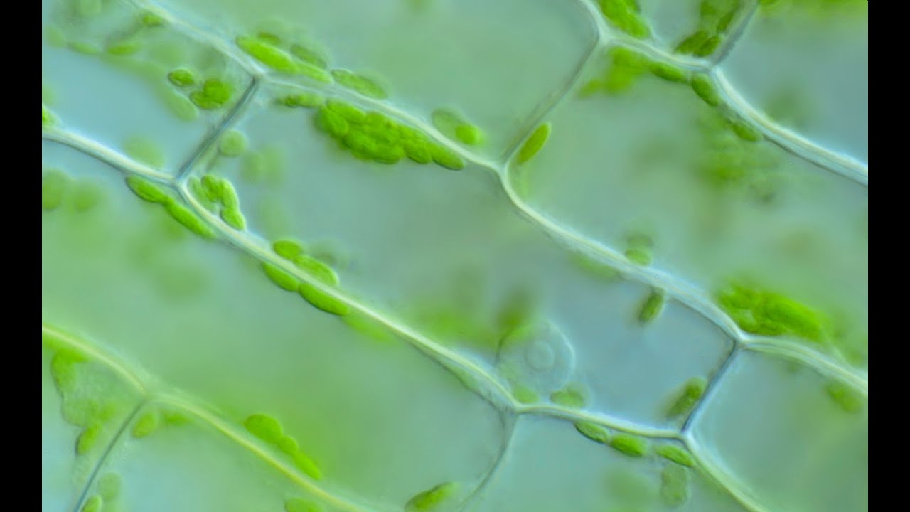 Observation de cellules végétales typiques : cellules de la feuille d ...