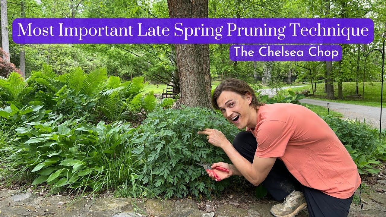 Important Late Spring Pruning Method - Chelsea Chop - How To Do It ...