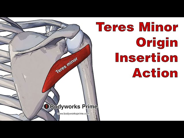 Teres Minor Muscle Attachments Actions Innervation What's Another