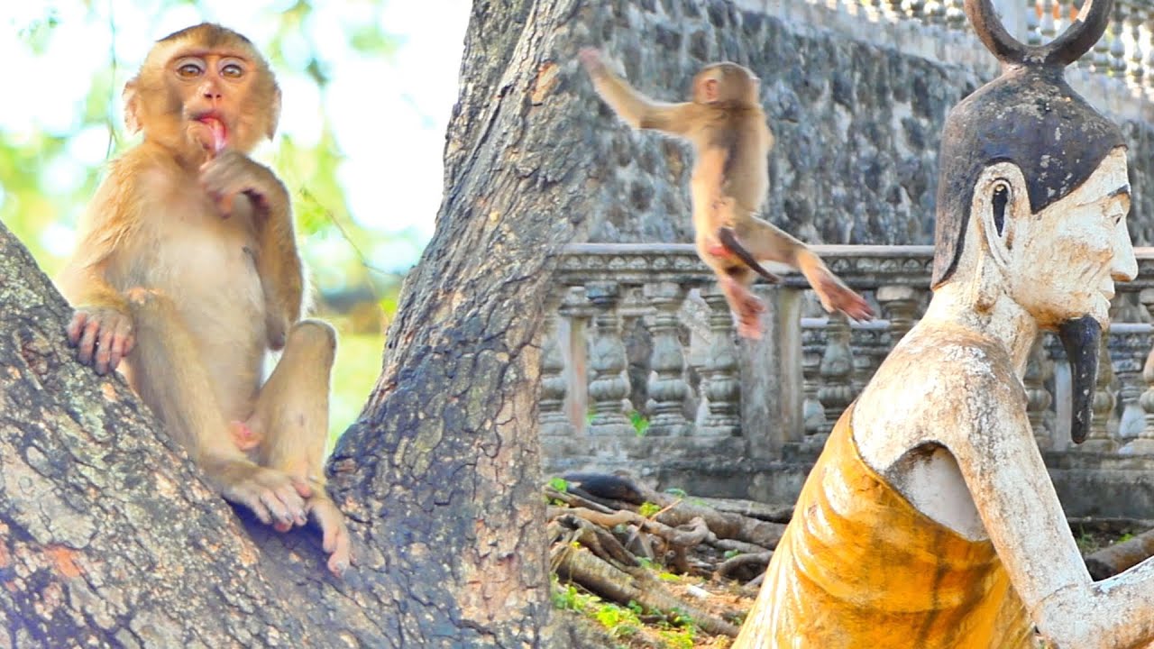 So fast...Little monkey SARO seems to be quick to defend himself when ...