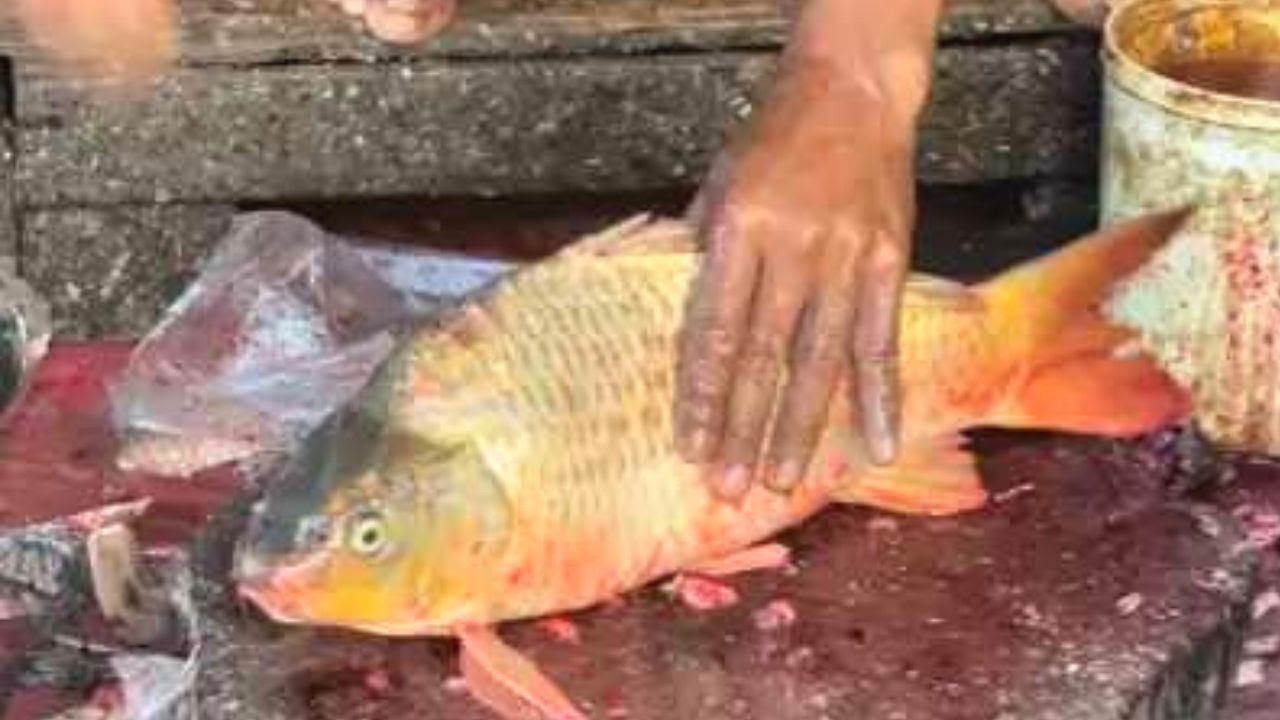 Amazing Carp Fish Cutting Skills! Fastest Golden Gravid Fish Cutting in ...