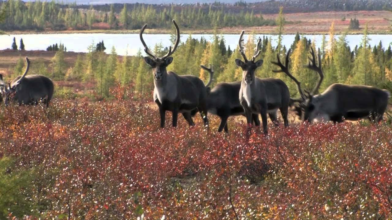 Caribou Country Adventures - Manitoba Caribou Hunting - YouTube