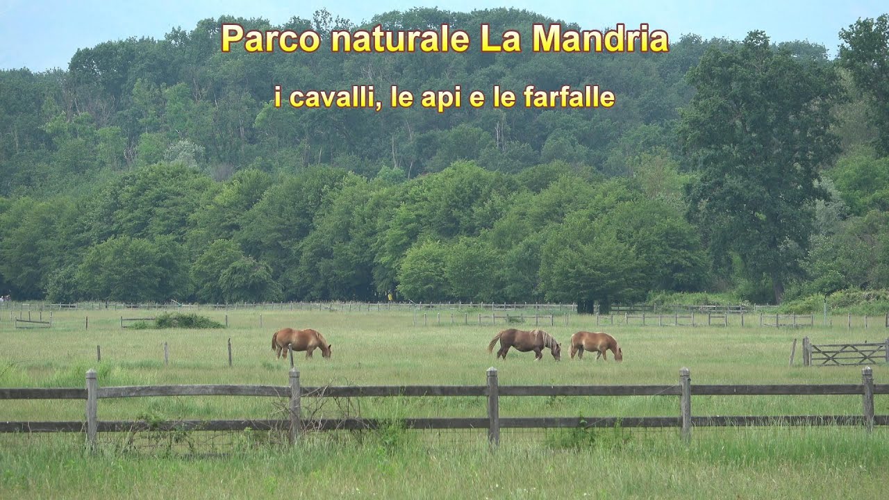 Parco naturale La Mandria - i cavalli , le api e le farfalle - YouTube