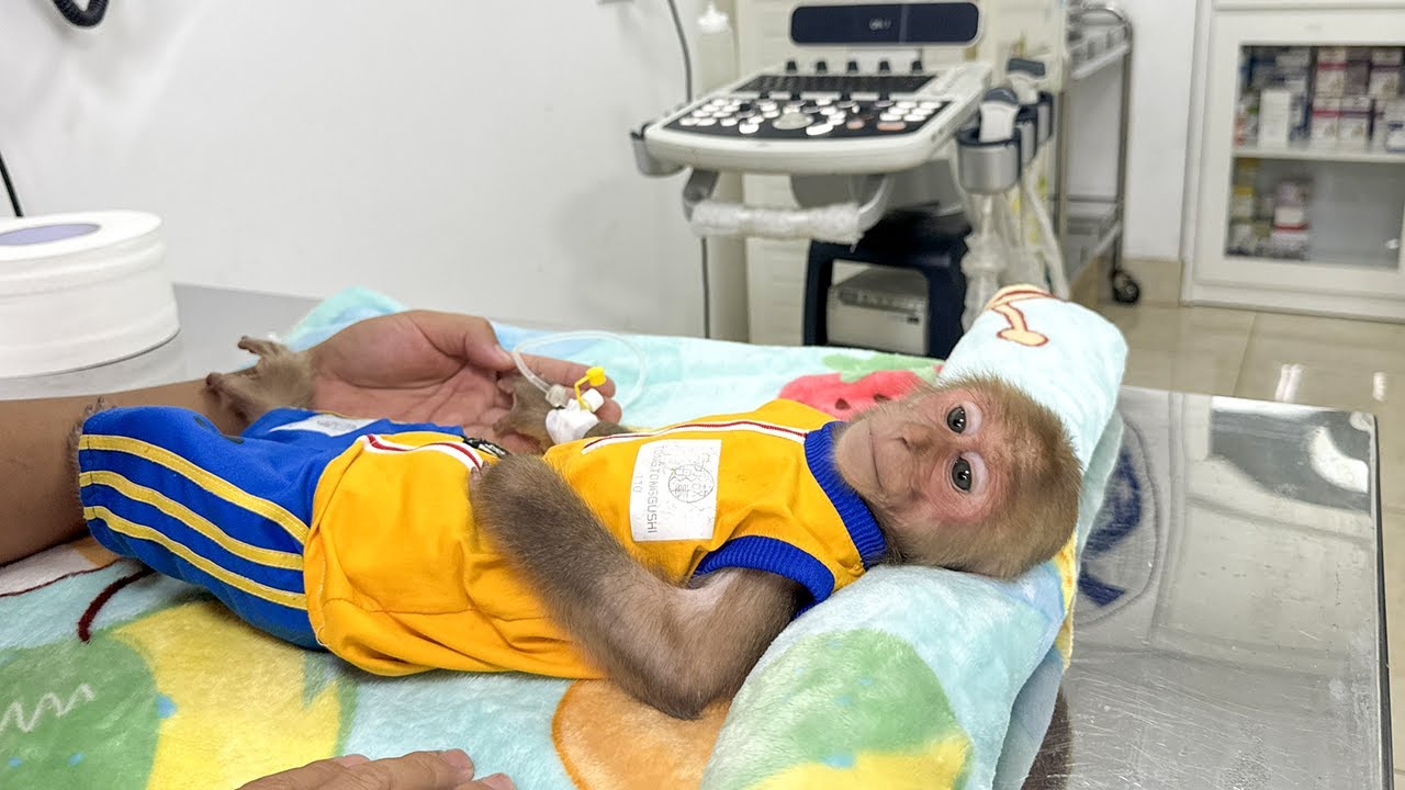 Bibi was examined and treated at the hospital! - YouTube