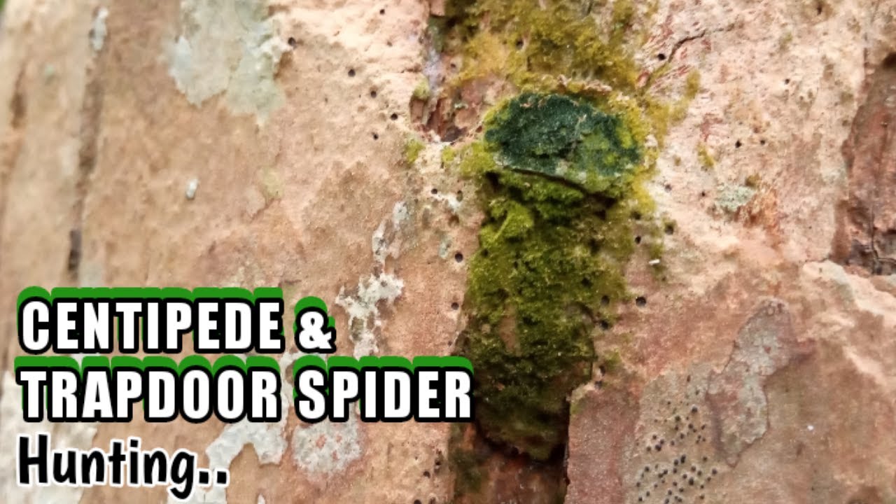 CENTIPEDE and TRAPDOOR SPIDER Hunting.. - YouTube