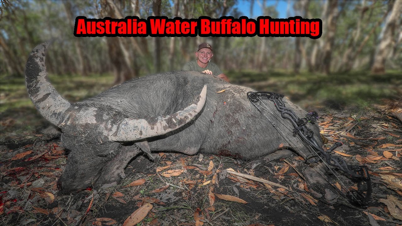Water Buffalo Hunting - YouTube