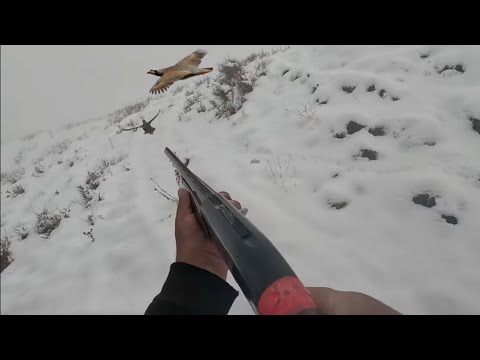 2025 İLK KARDA KINALI KEKLİK AVI VURDUĞUM KEKLİK TEKRAR CANLANDI MÜKEMMEL ÇEKİMLER partridge hunting