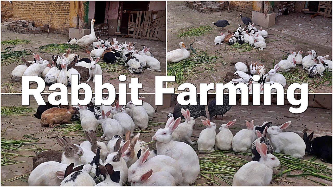 Rabbit Farming in Pakistan 2020 | Desi Rabbit Farming | Mughees Shahxad ...