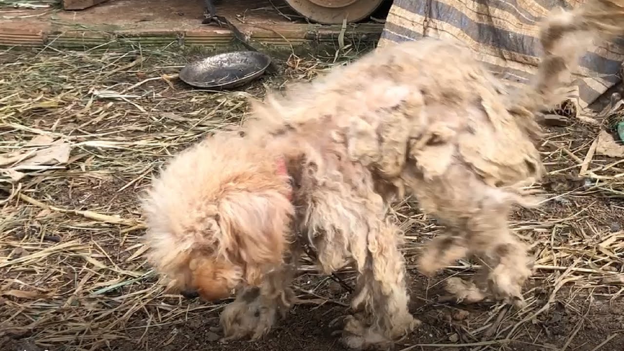 Poor dog with ugly fur - YouTube