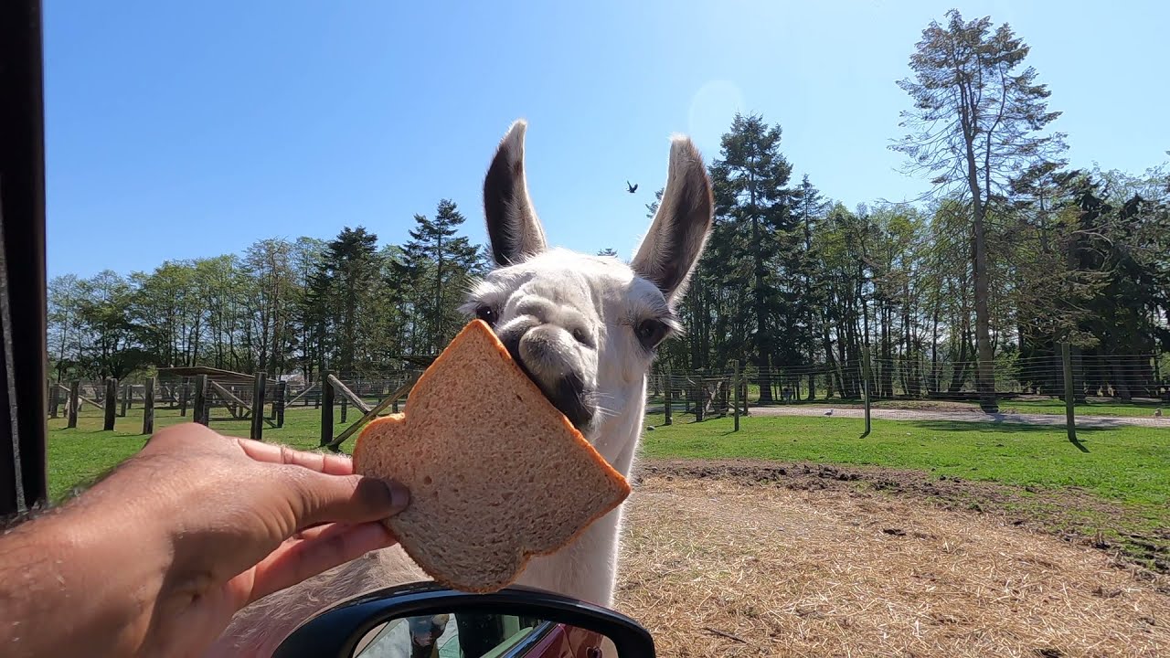 Olympic Game Farm, Olympic National Park, Washington - YouTube