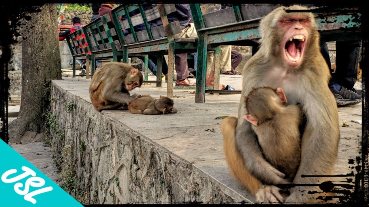 Nepal's MONKEY TEMPLE (Swayambhunath Stupa) of Kathmandu - YouTube