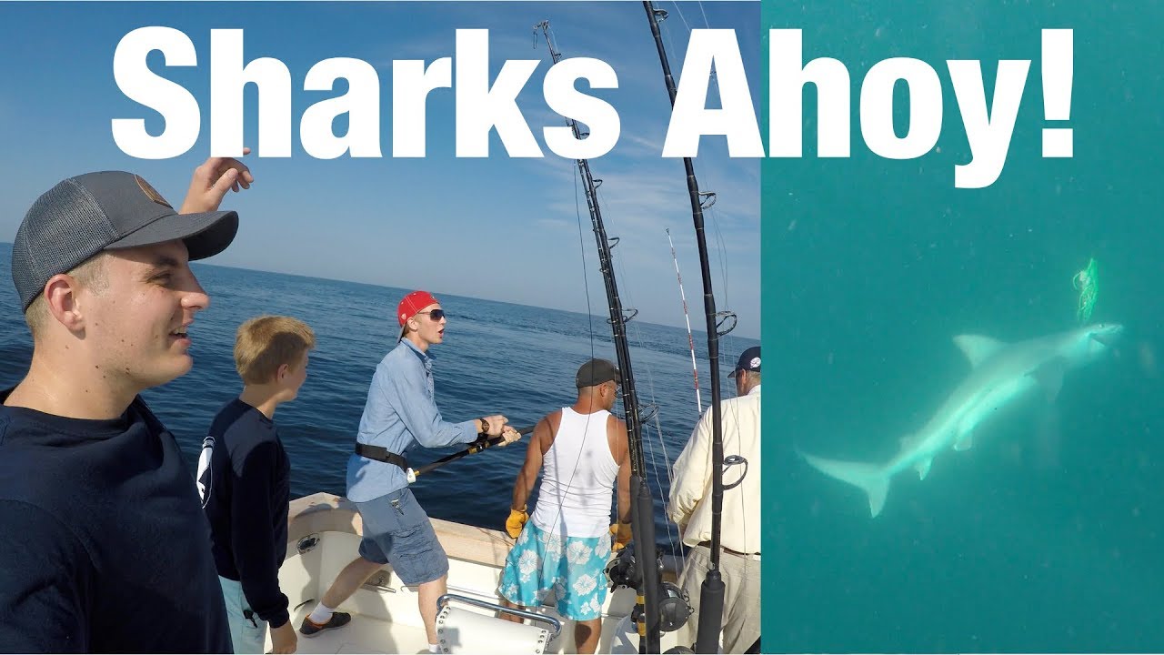 Sharks Ahoy! - YouTube