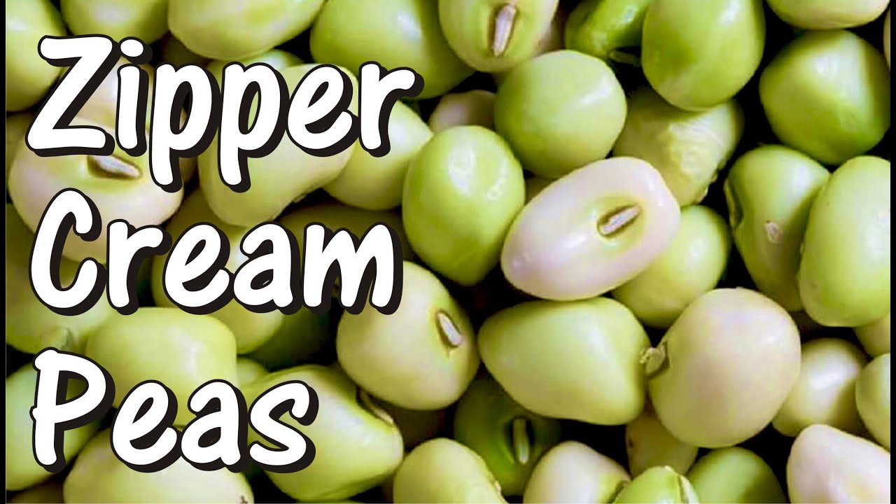 Zipper Cream Peas ️ Hot soil! - YouTube
