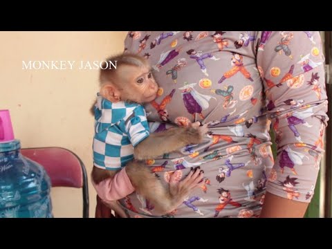 Tiny Monkey Jason Cling Hug Mom Very Tightly Follow To Buy Afternoon ...