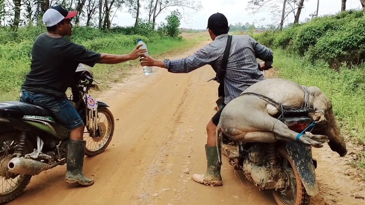 BABI HUTAN (NUNGGAL) SUDAH TERLALU TUA..SAMPE BOTAK TIDAK BERBULU - YouTube