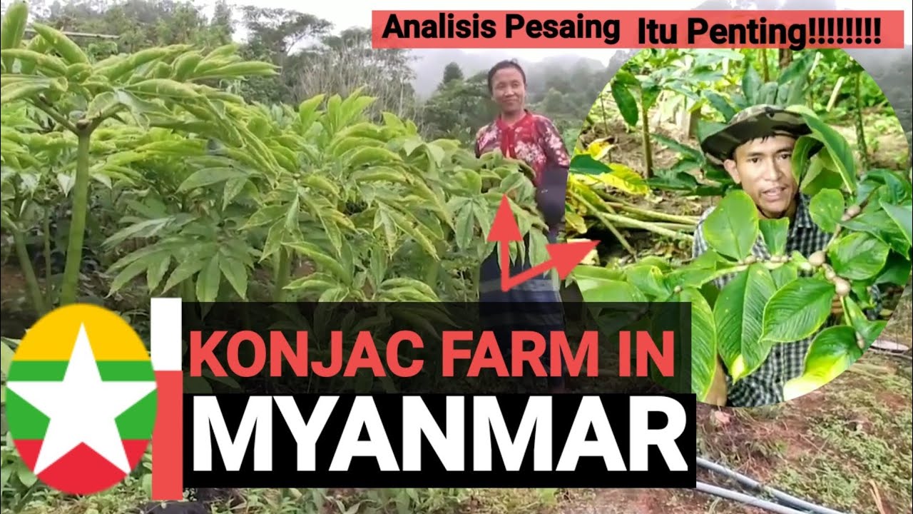 Kebun Porang Myanmar / Konjac Farm In Myanmar - YouTube