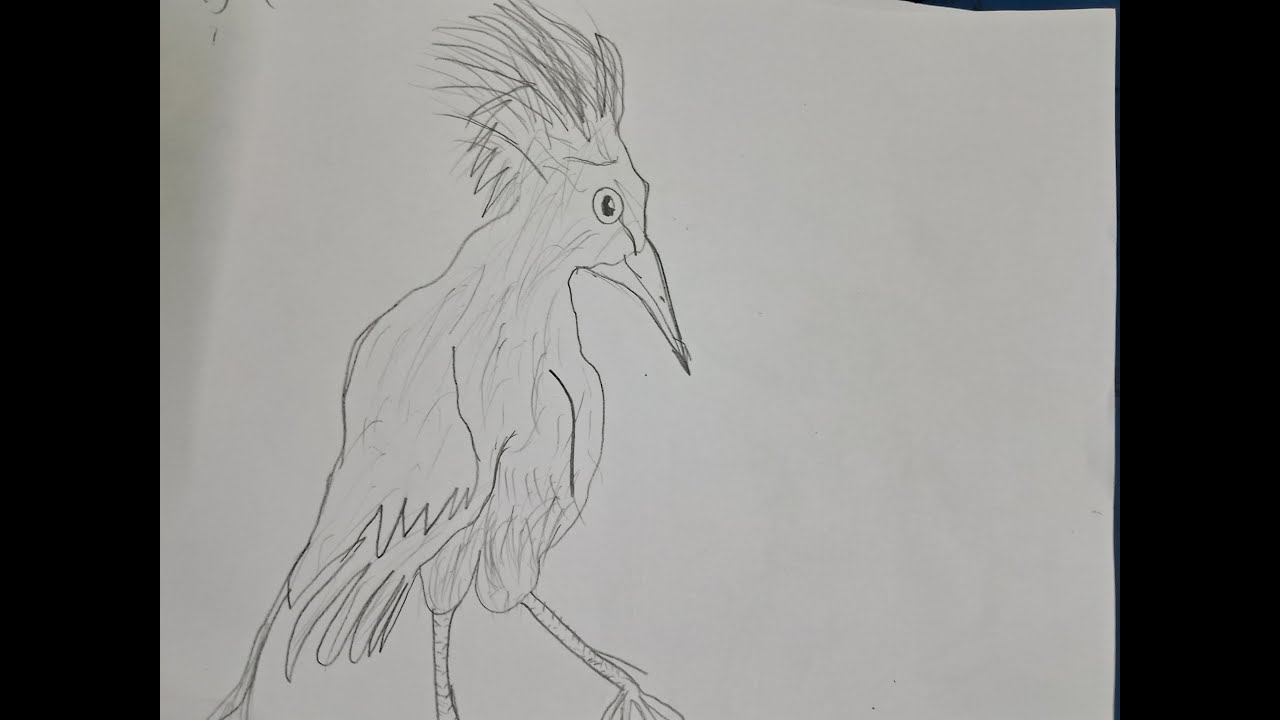 The Kagu or Cagou(Rhynochetos Jubatus) #youtubeshorts #art #drawing # ...