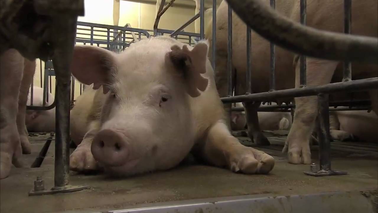 Lives of Sows Exposed - YouTube