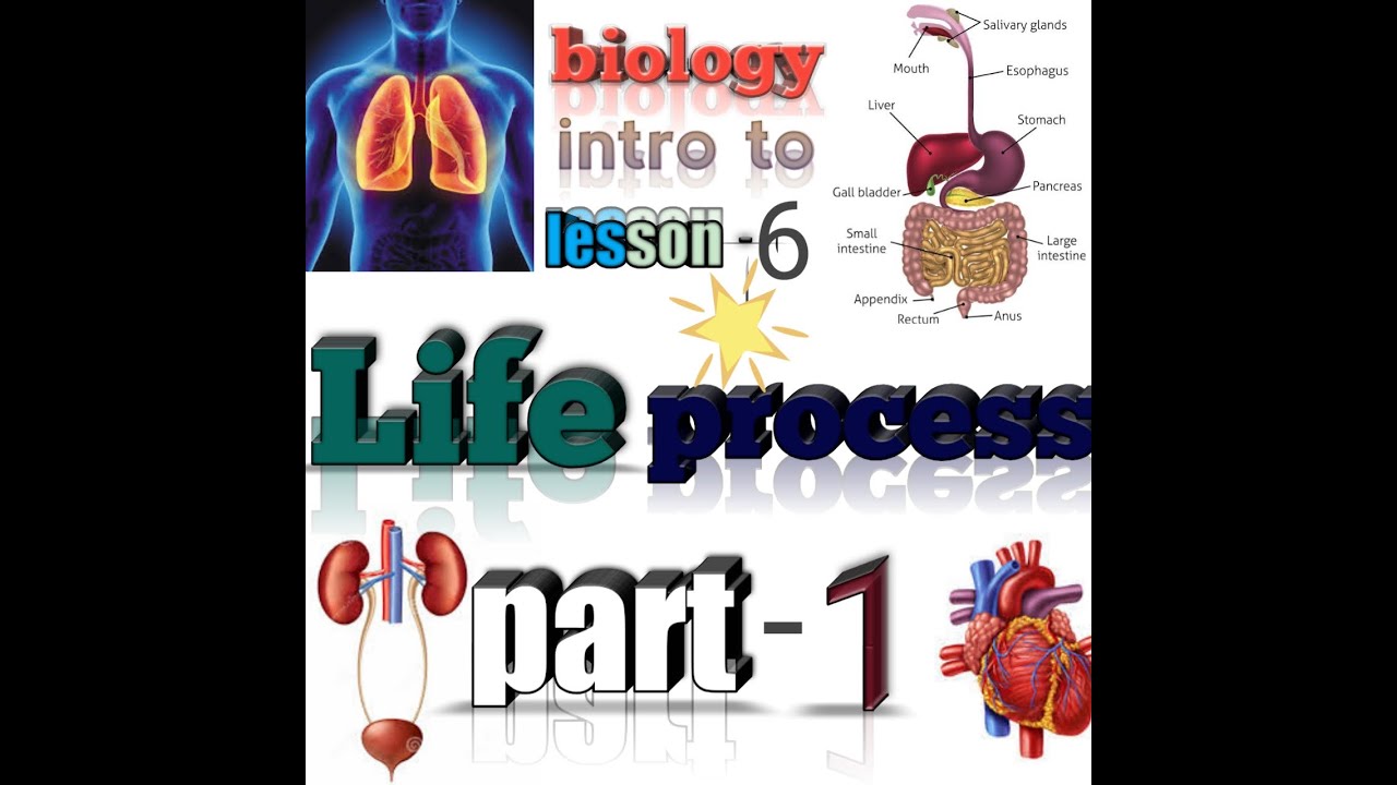 Biology .lesson 6 LIFE PROCESS PART 1 - YouTube