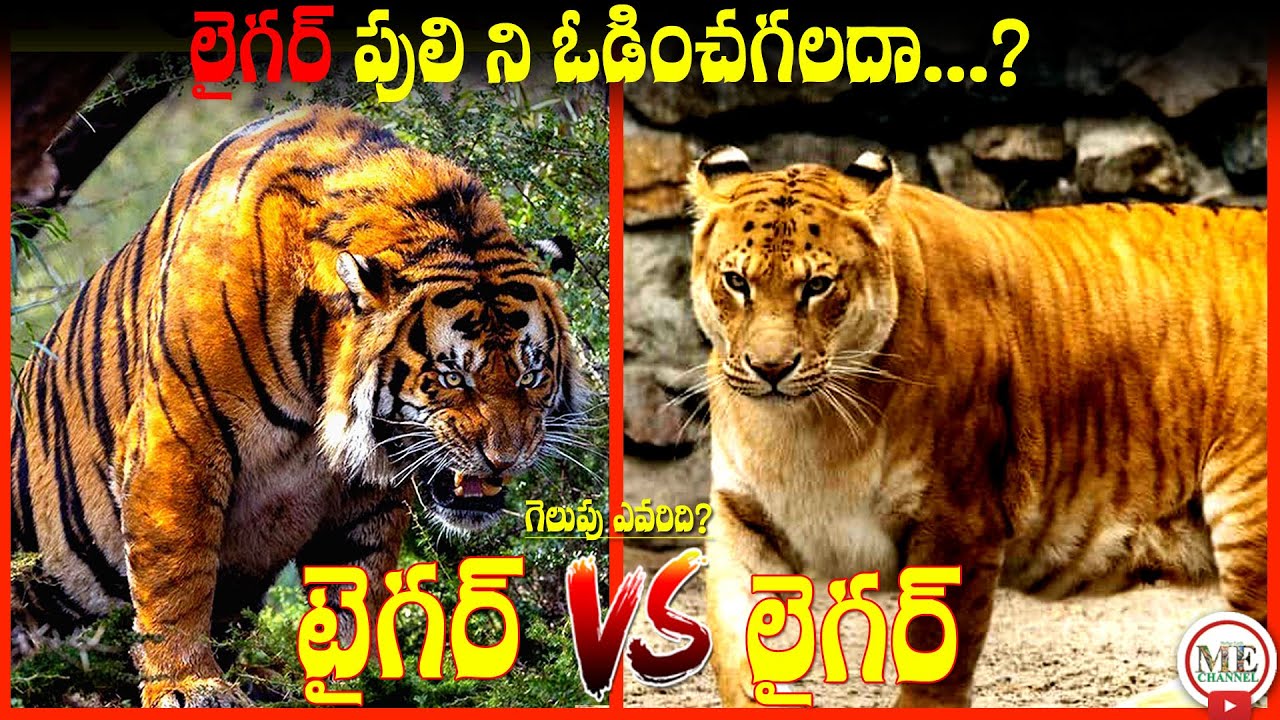 Tiger vs Liger - who will win a fight in Telugu | #liger - YouTube