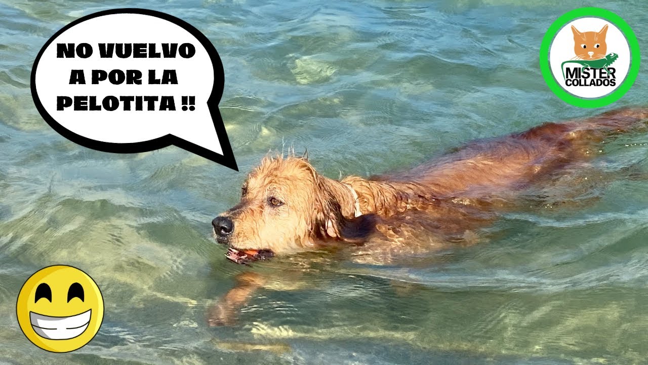 🐶 PERROS DIVERTIDOS 🐕 en la Playa - YouTube