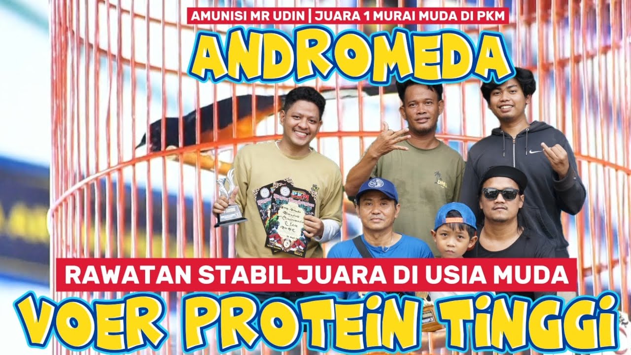 RAWATAN MURAI MUDA ANDROMEDA STABIL JUARA DENGAN VOER PROTEIN TINGGI ...