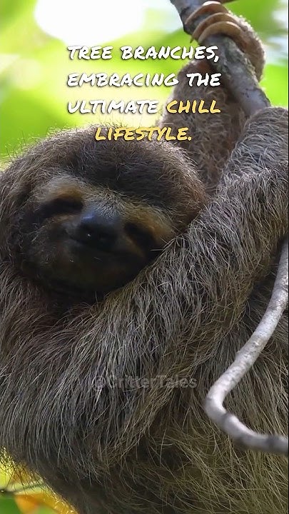 “The Sloth: Nature's Slow-Moving Tree-dweller" 🌳🐌#SlothLife #sloth # ...