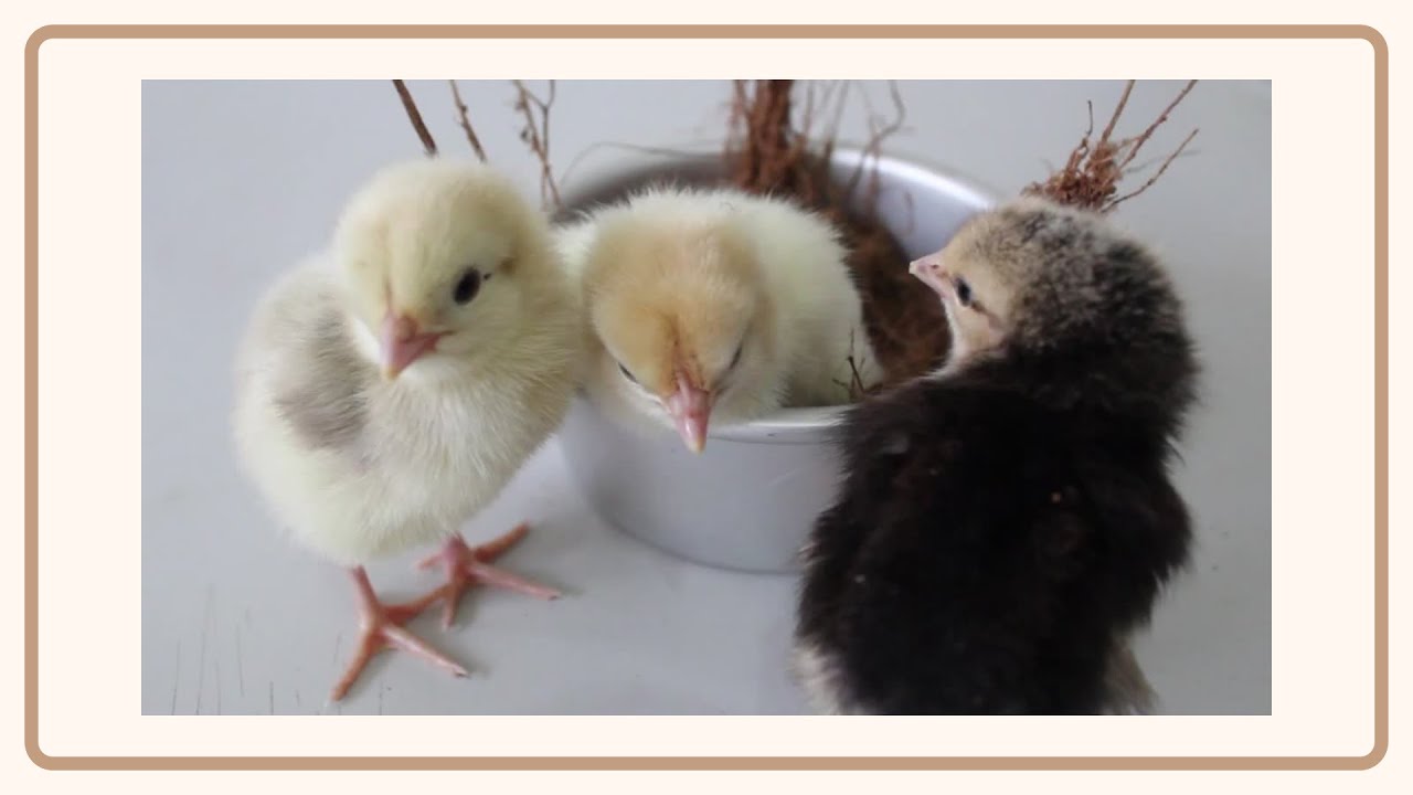 Deda Mile ima farmu TEKST - YouTube