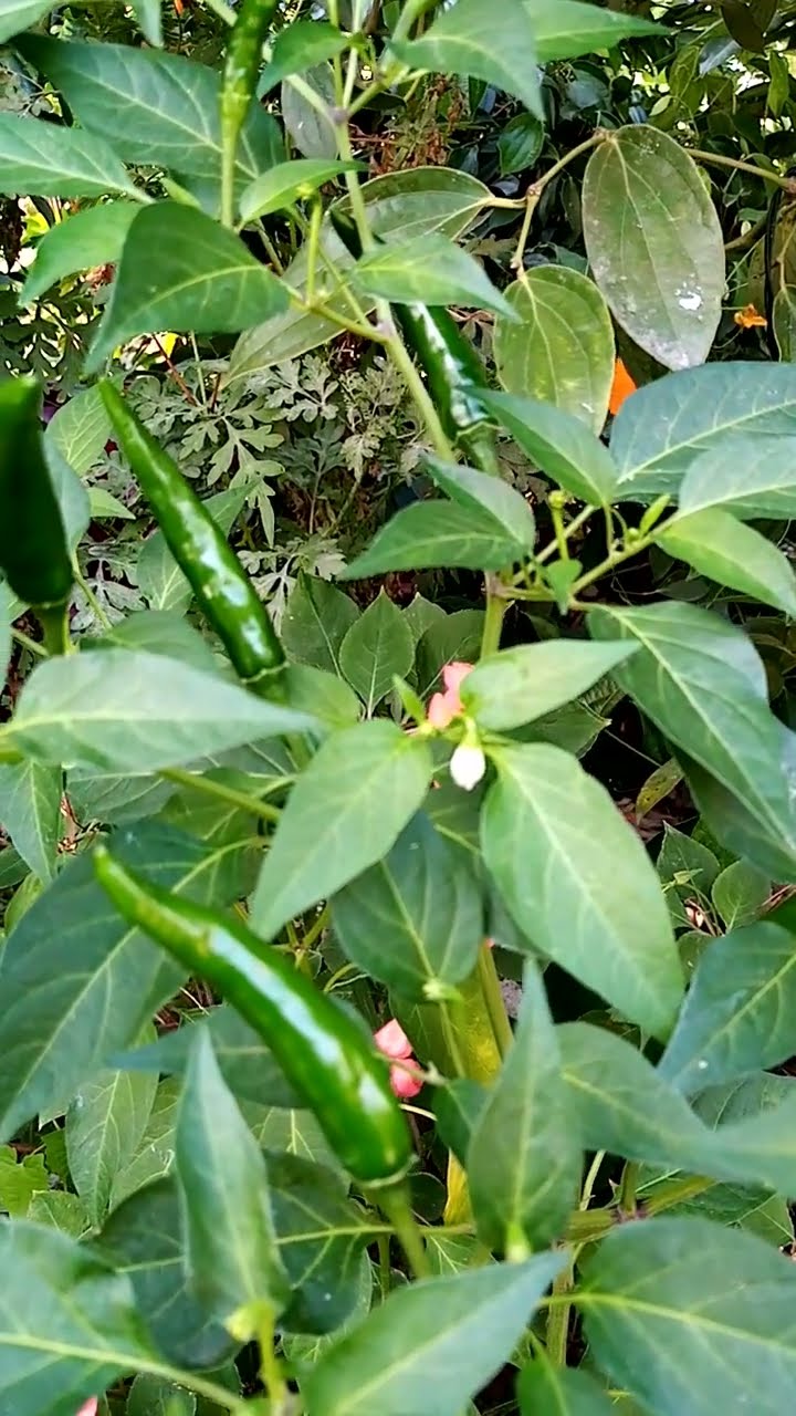 Sili berde at mahaba na #berdengsili - YouTube