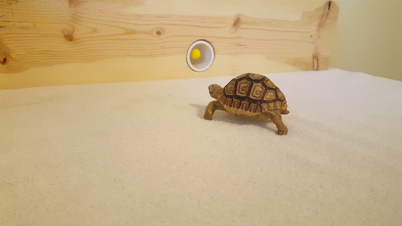 Tortoise Training 1/11/18 - YouTube