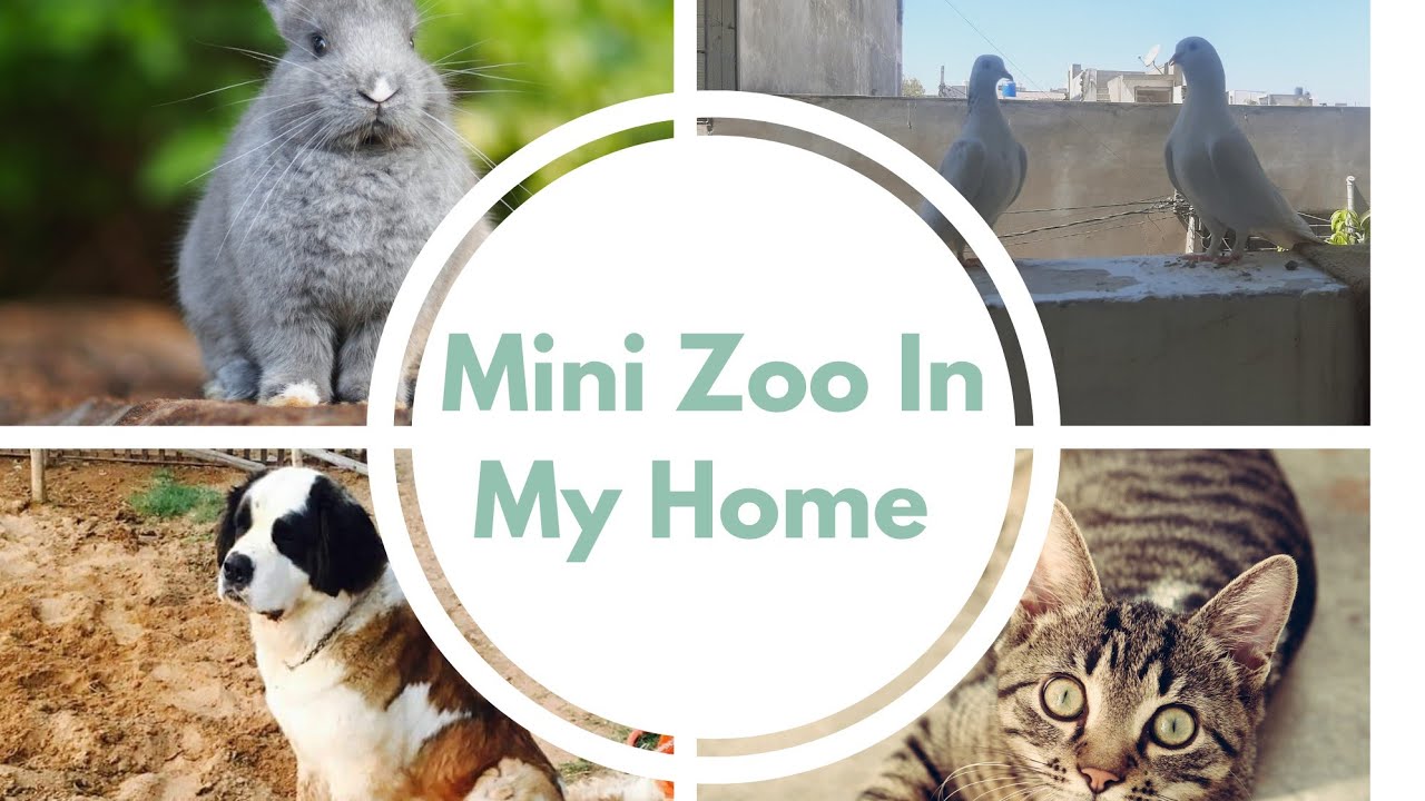 Mini Zoo In My Home🐅🐕‍🦺🐰🐤🕊|| Mini Birds House || Visit To Mini Zoo ...