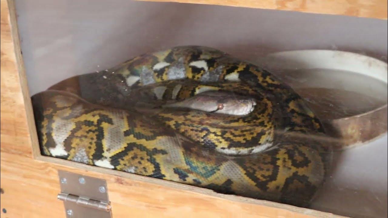 Retic Enclosure Update - YouTube