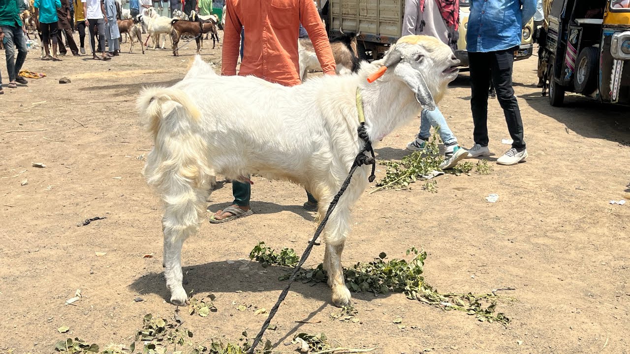 Bhopal Bhanpur Bakra Mandi - 30 May 2023 ( Tuesday ) - YouTube
