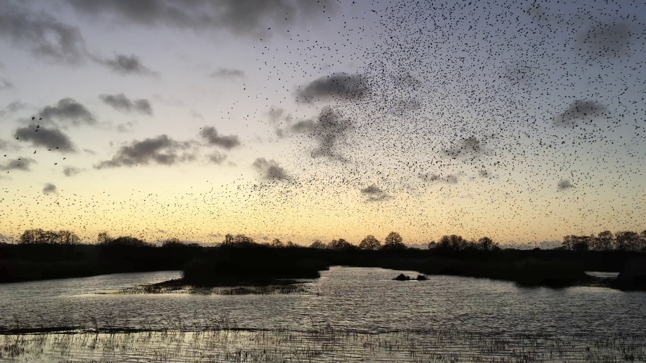 Starling murmuration on Naturetrek Somerset Levels holiday (Dan Lay ...