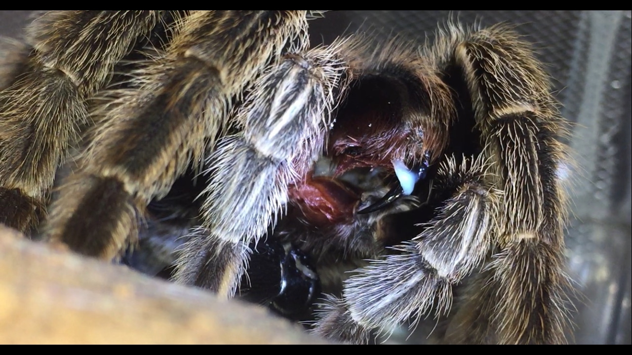 Grammostola Porteri 26 Year Old Female 🕷Feeding - YouTube