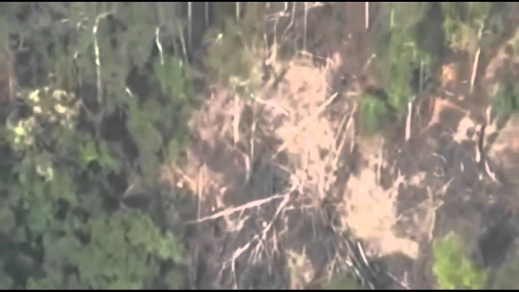 Deforestation NSW Australia Aerial Evidence , Coalition Policy and ...